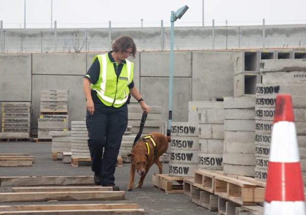 Drug Detection Dogs Offer More Efficient Workplace Drug Screening | Resultz