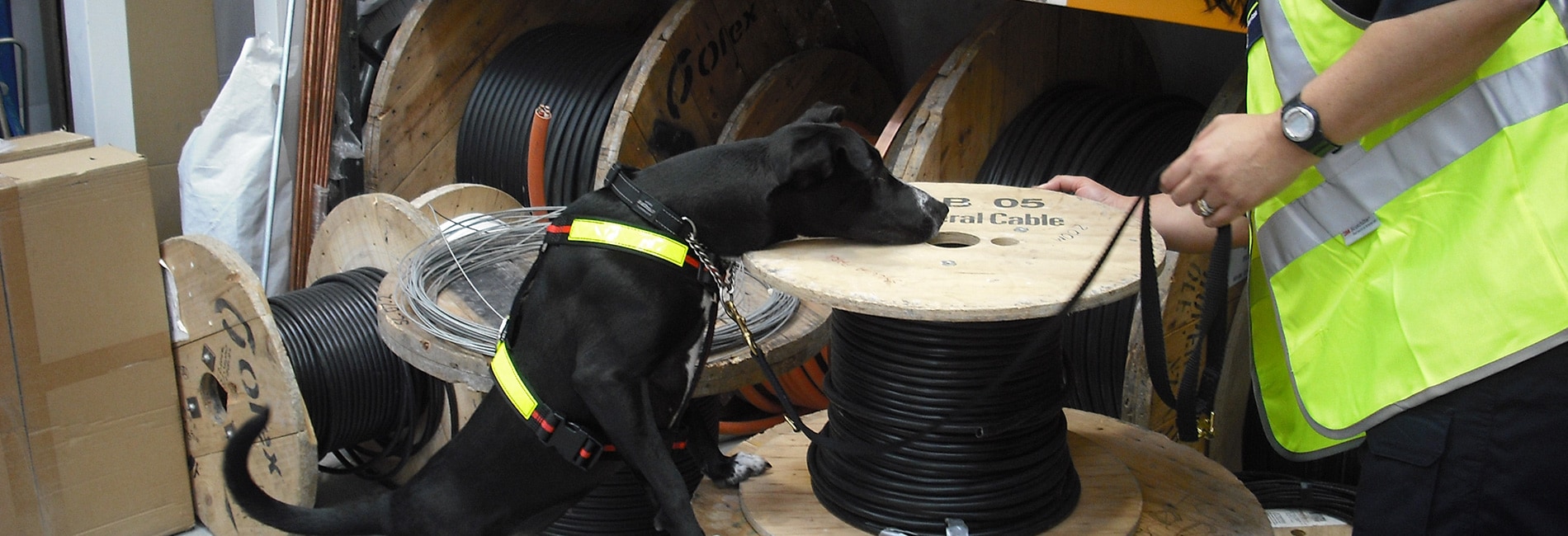 Drug Detection Dogs Offer More Efficient Workplace Drug Screening | Resultz