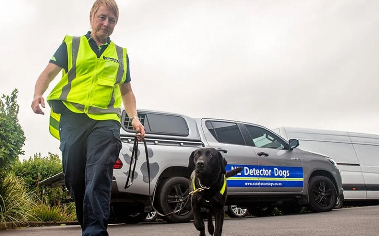 Drug Detection Dogs Offer More Efficient Workplace Drug Screening | Resultz